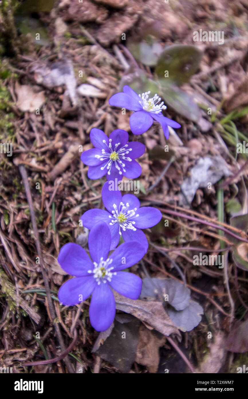 four beautiful hepatica outside Stock Photo - Alamy