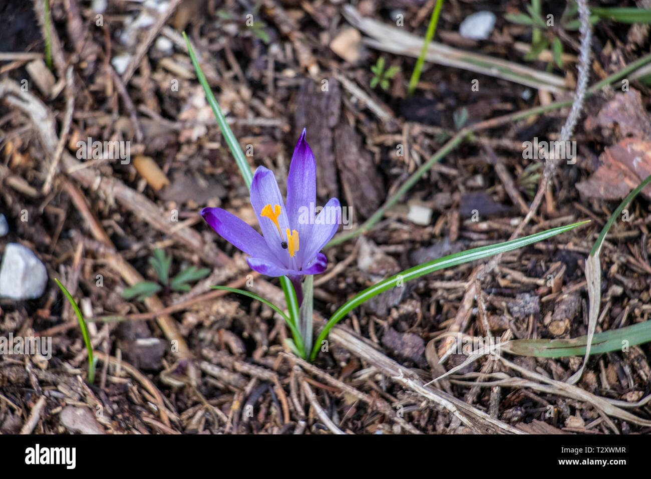 Crocus in the forest hi-res stock photography and images - Alamy