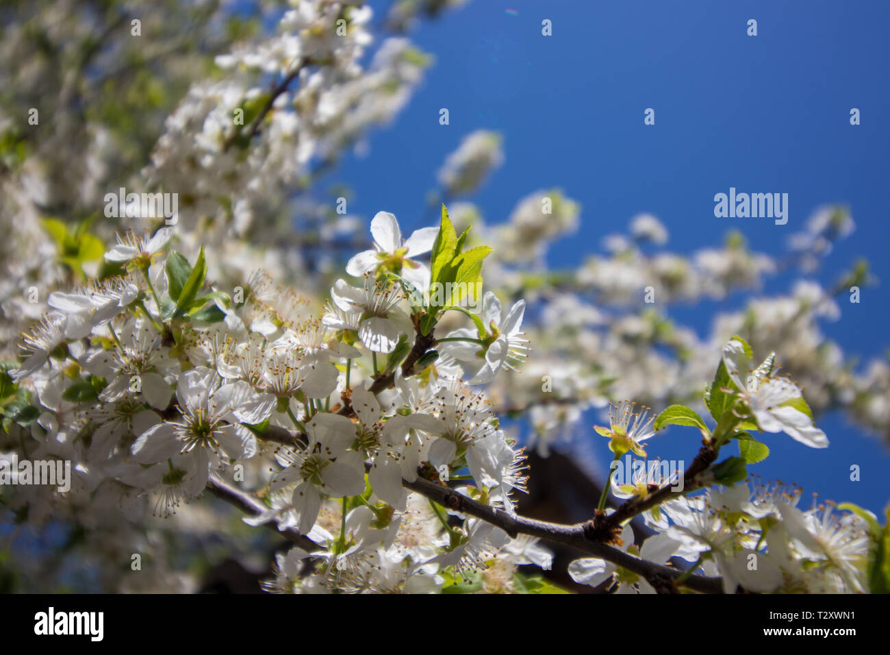 close up Blooming mirabelle plum tree Stock Photo - Alamy