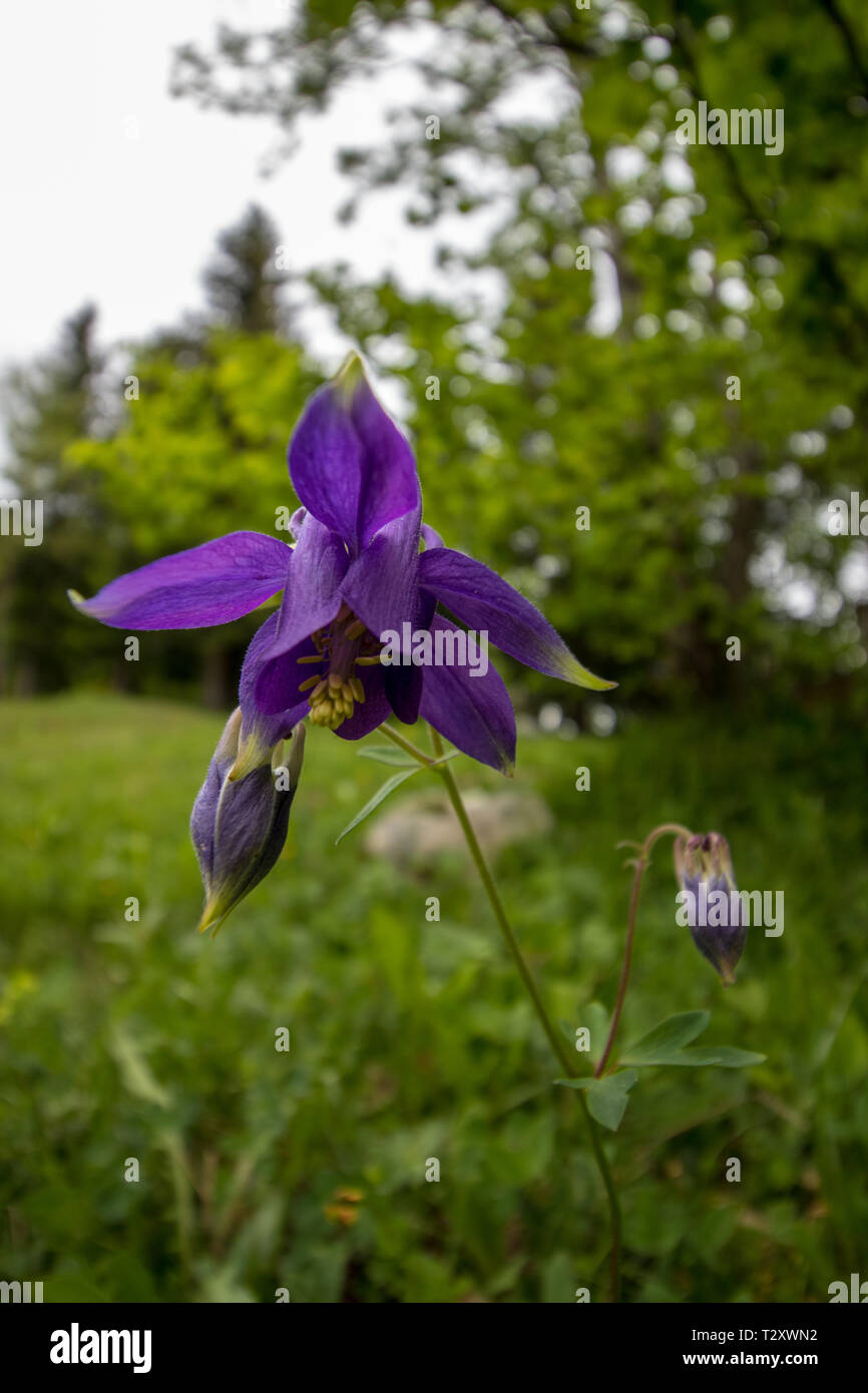 Viola viola columbine hi-res stock photography and images - Alamy