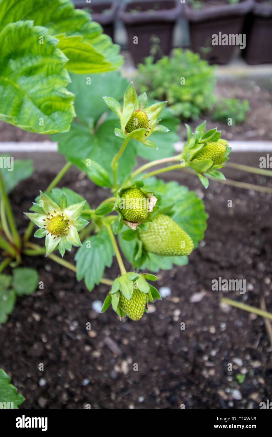 strawberry green fruit growing Stock Photo - Alamy