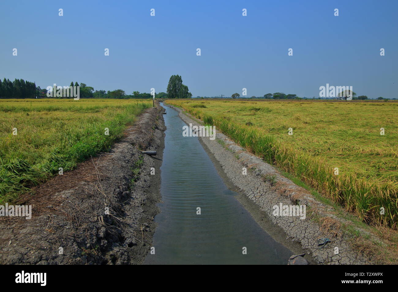 earth ditch irrigation canal feeding water to paddy fields. large flat ...