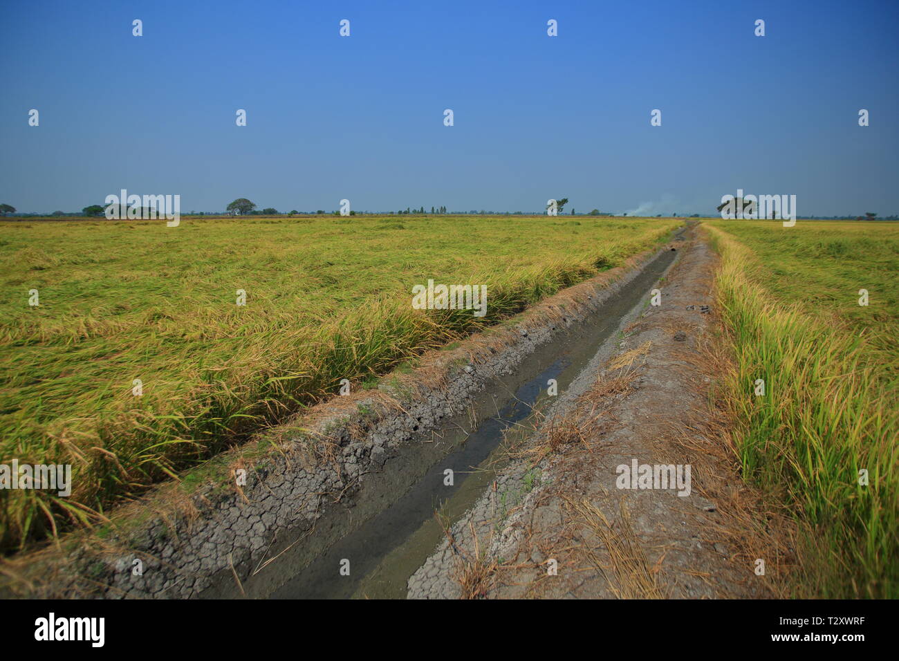 Agriculture Rice Paddy Irrigation Water High Resolution Stock ...