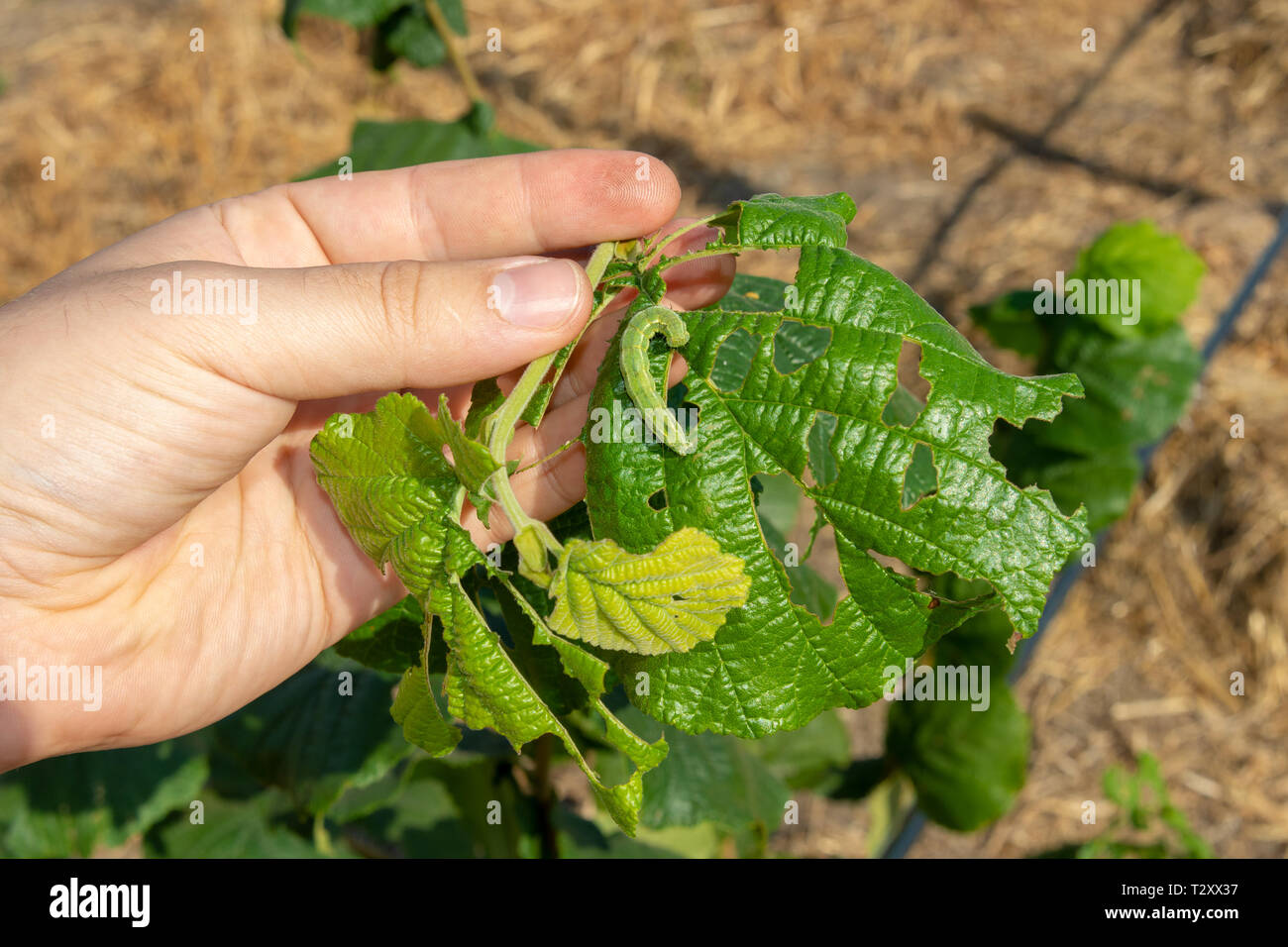 Walnut caterpillar moth hi-res stock photography and images - Alamy