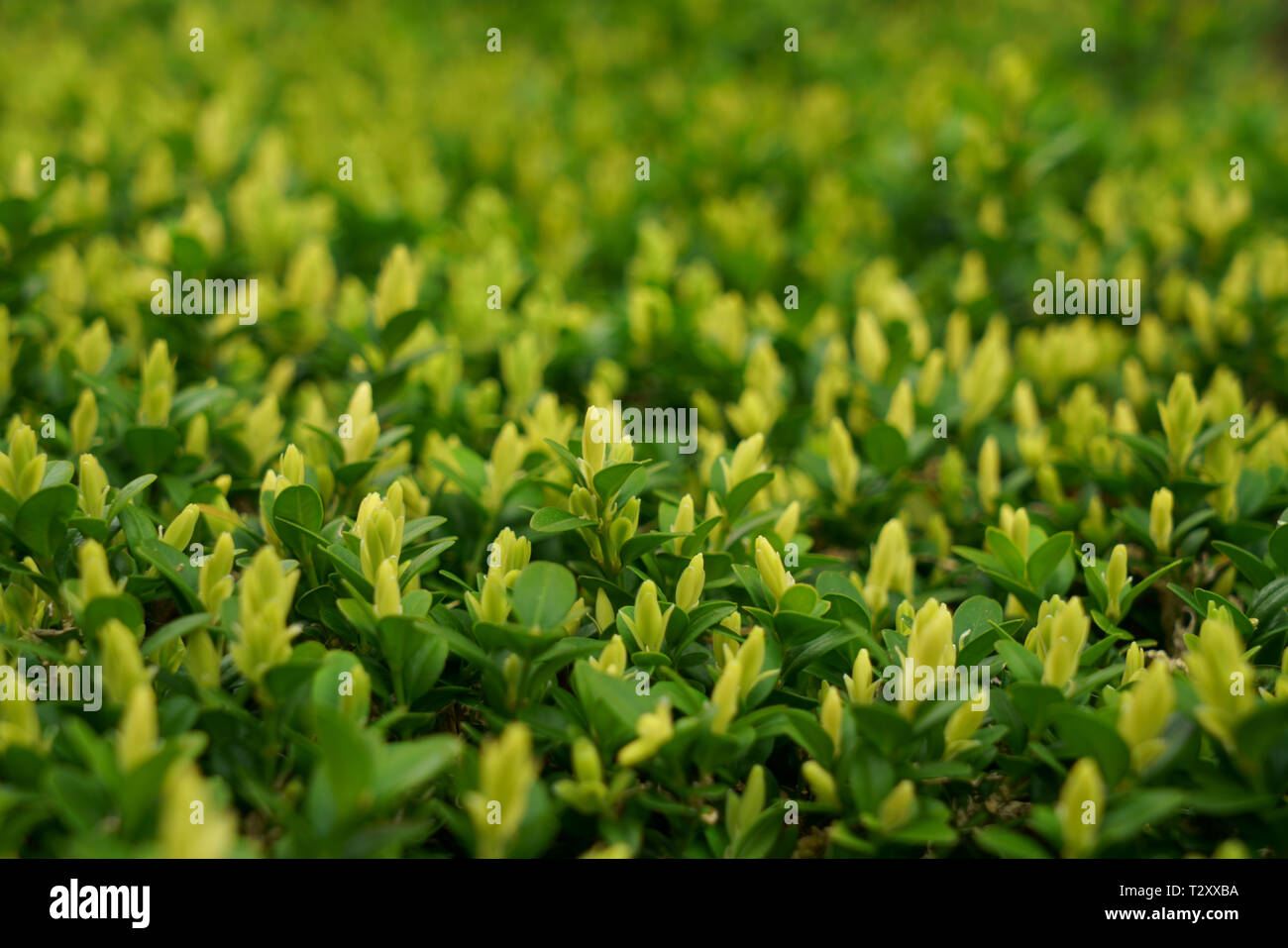 Hedge growth hi-res stock photography and images - Alamy