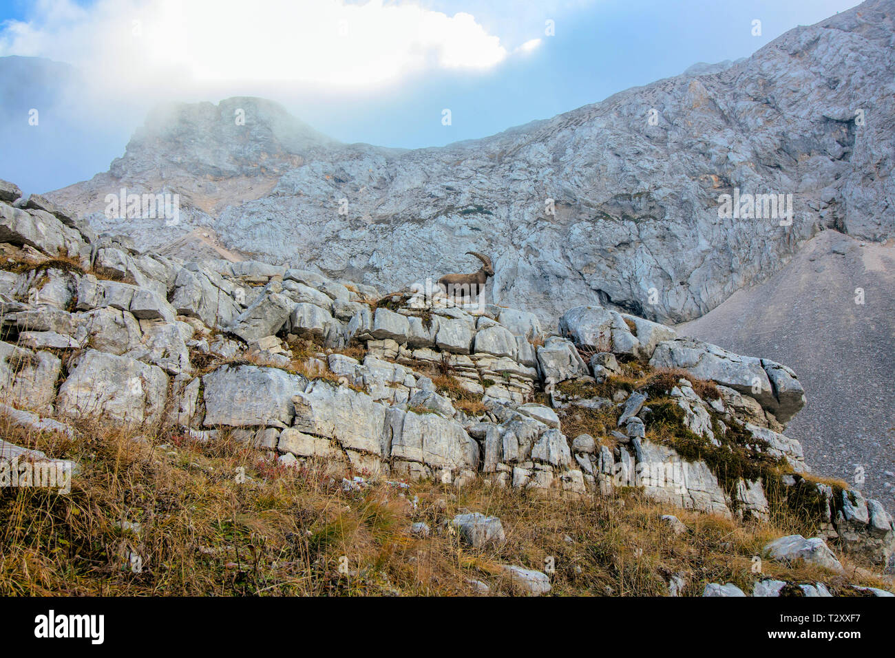 alpine ibex standing in front of a mountain in Bohinj Stock Photo - Alamy