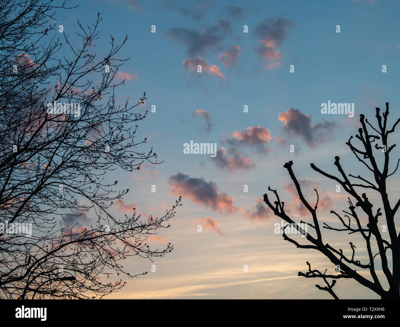 Pink tinged clouds at sunset with silhouetted trees Stock Photo - Alamy