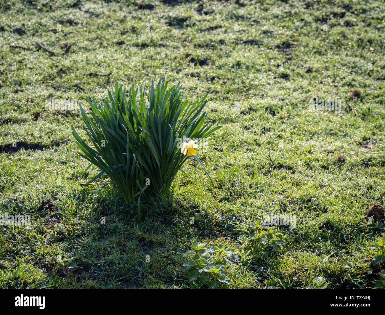 Single daffodil flower hi-res stock photography and images - Alamy