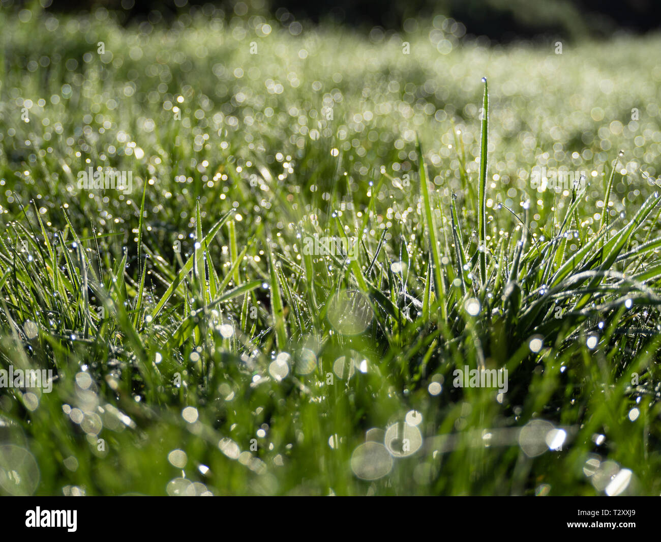 Dewy grass in the morning sunlight with green bokeh Stock Photo - Alamy