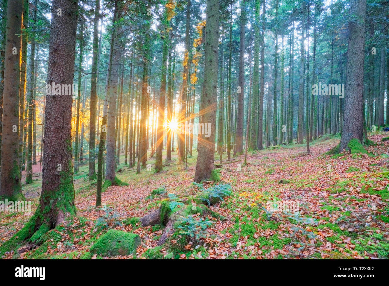 Beauty in sunset hi-res stock photography and images - Alamy