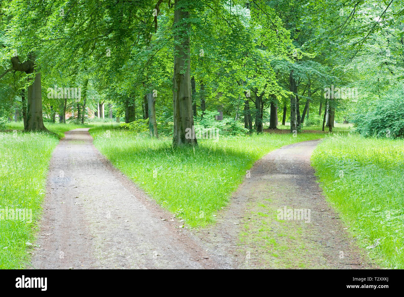 Fork in pathway through a wood Stock Photo - Alamy