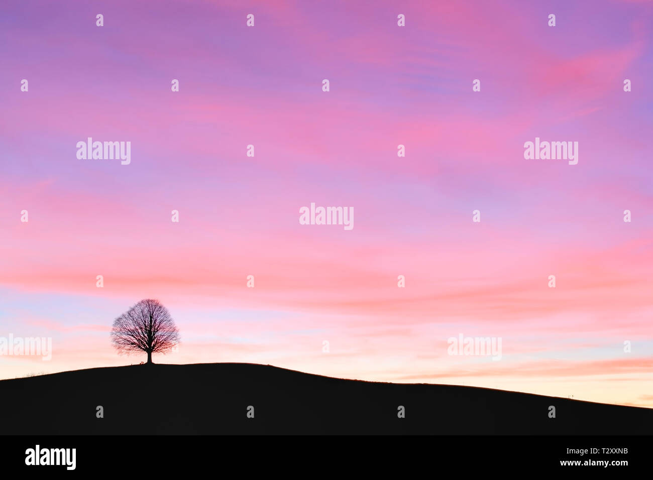 Single tree at sunset Stock Photo - Alamy