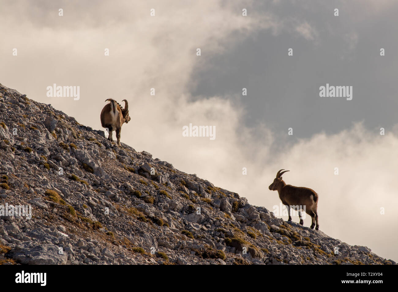 two alpine ibex behind theme clouds Stock Photo - Alamy