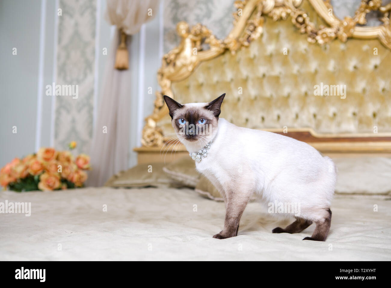 The theme of luxury and wealth. Young cat without a tail purebred ...