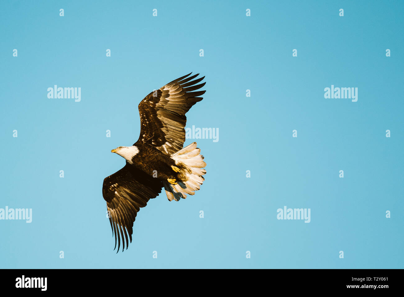 View from below of a bald eagle flying Stock Photo - Alamy