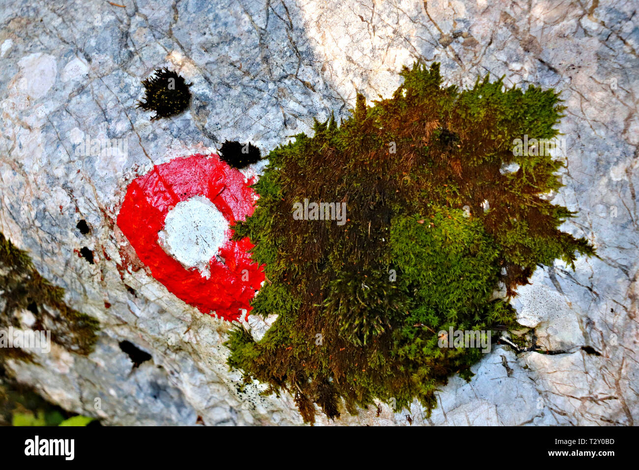 red blaze on mossy rock Stock Photo - Alamy