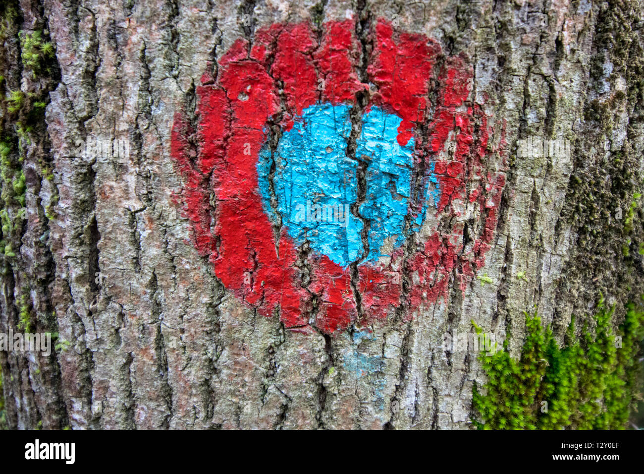 red and blue blaze on tree Stock Photo - Alamy