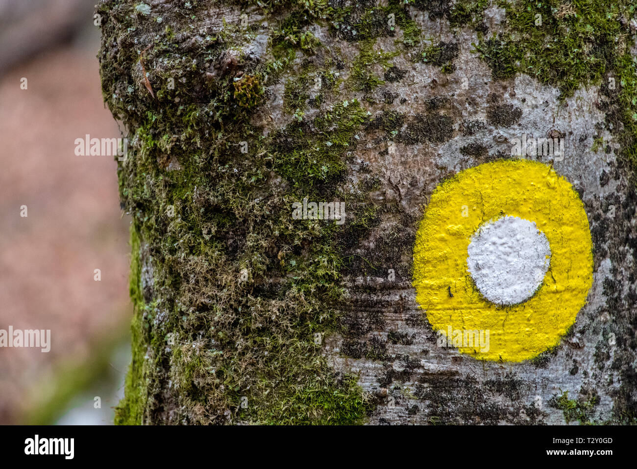 Blaze trail tree bark hi-res stock photography and images - Alamy