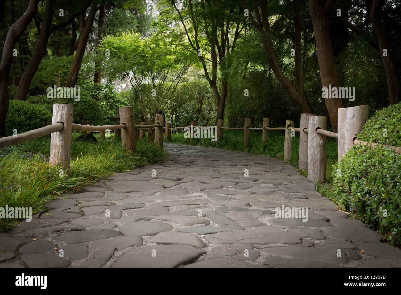 Cobblestone path through the forest with lots of greenery shot during ...