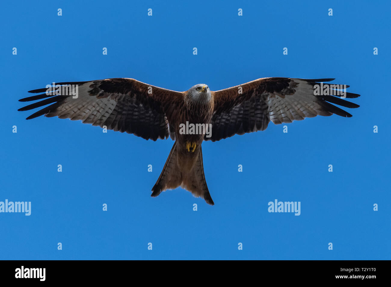 Red kite (Milvus milvus) bird of prey Stock Photo - Alamy