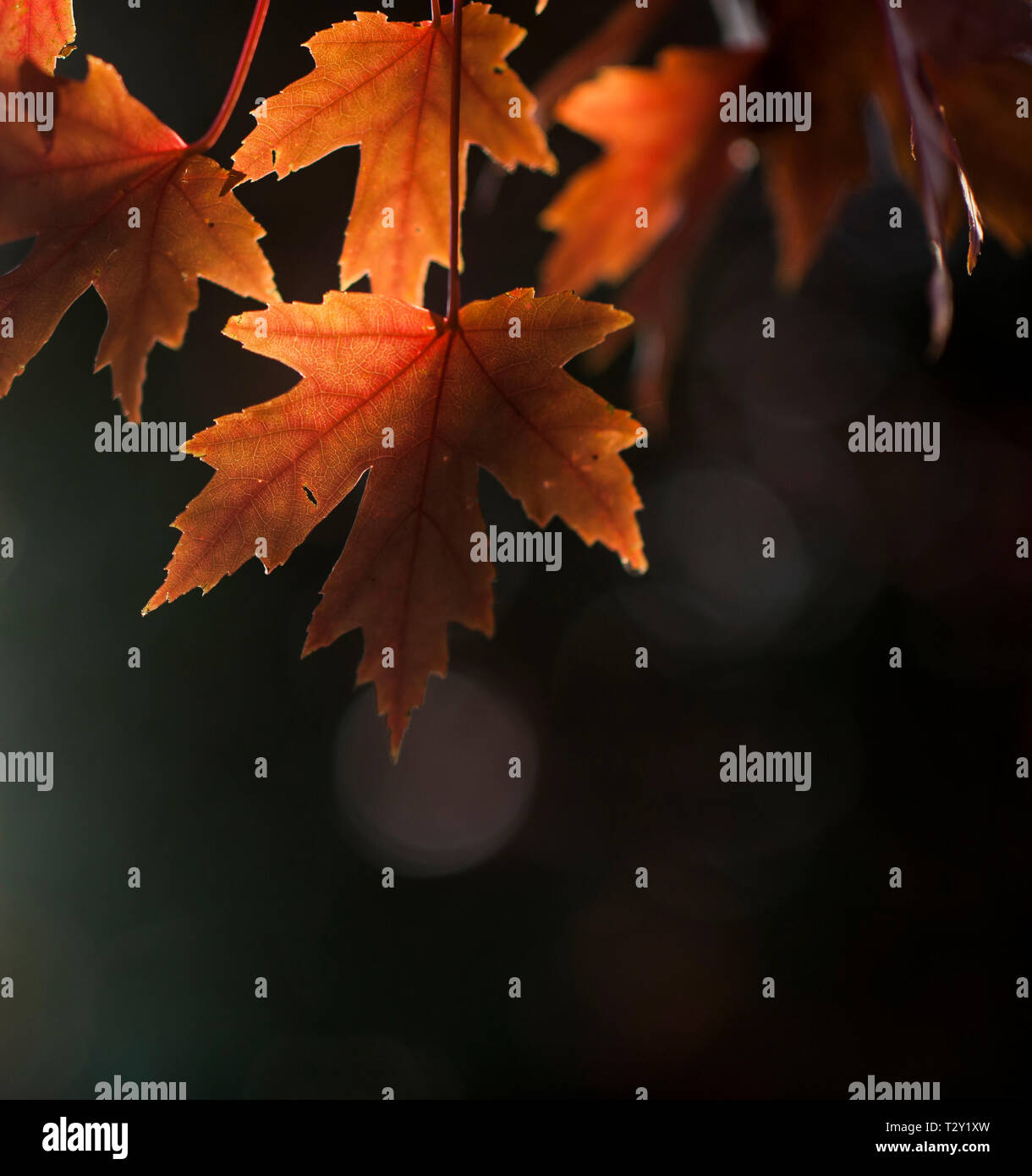 Dark pretty background hi-res stock photography and images - Alamy