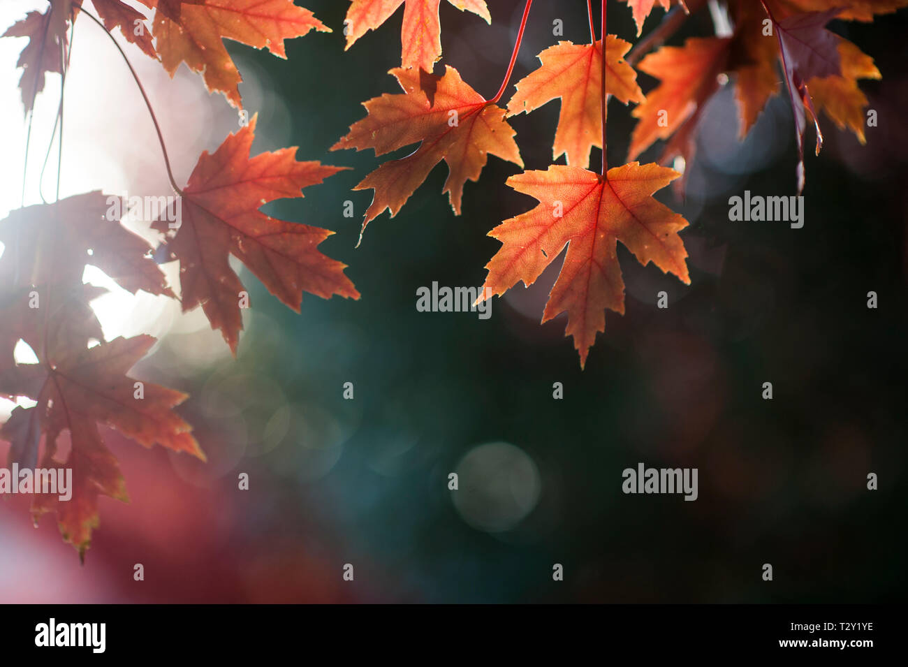 Colorful fall leaves hang down against dark background Stock Photo - Alamy