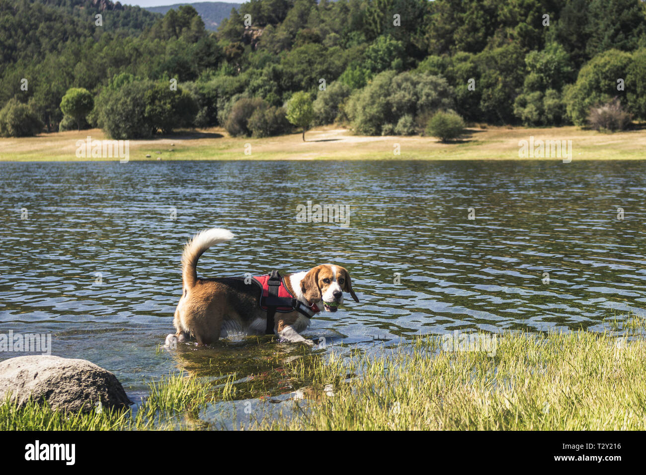 Dog enjoying nature hi-res stock photography and images - Alamy