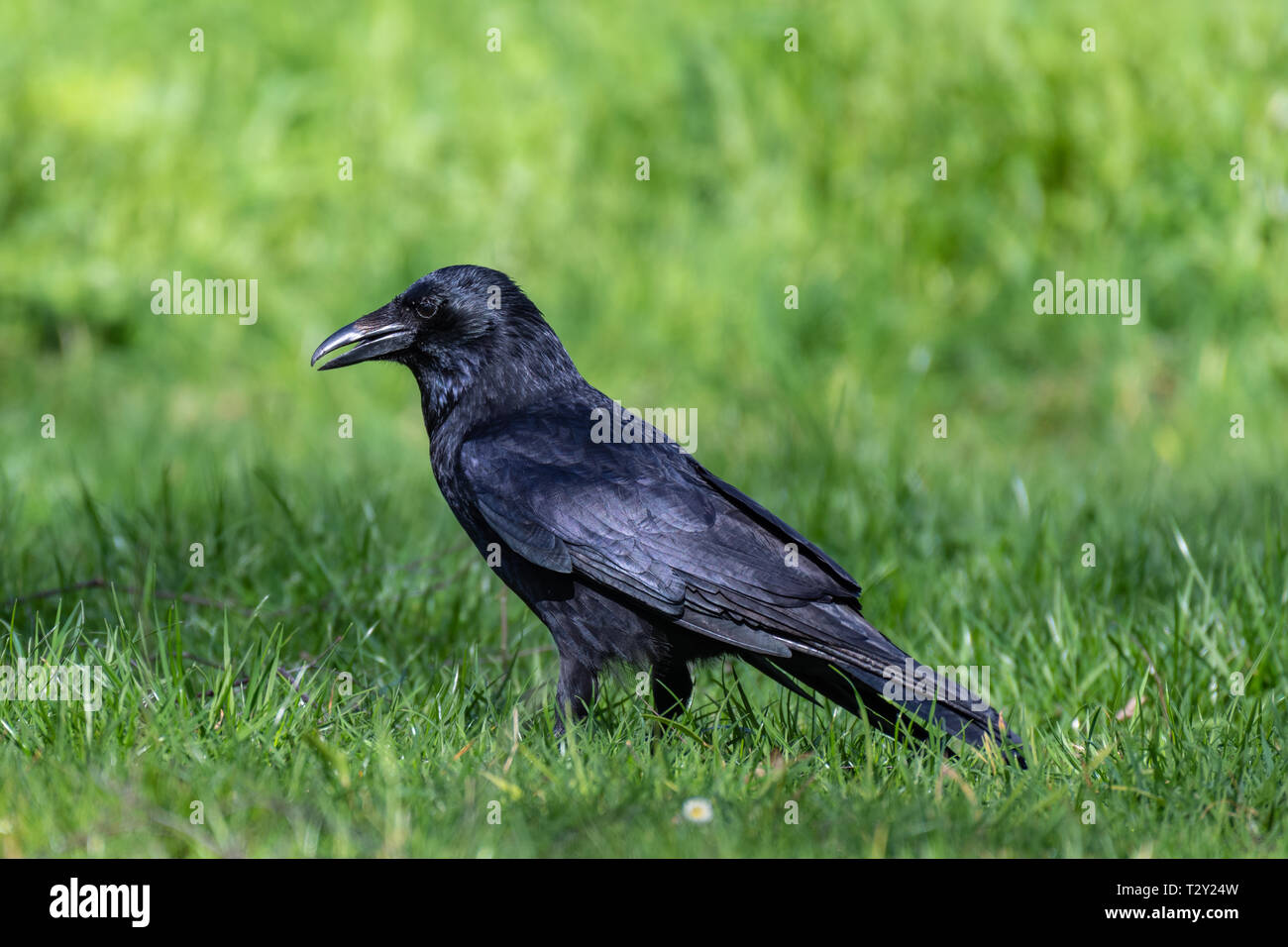 Carrion crow (Corvus corone Stock Photo - Alamy