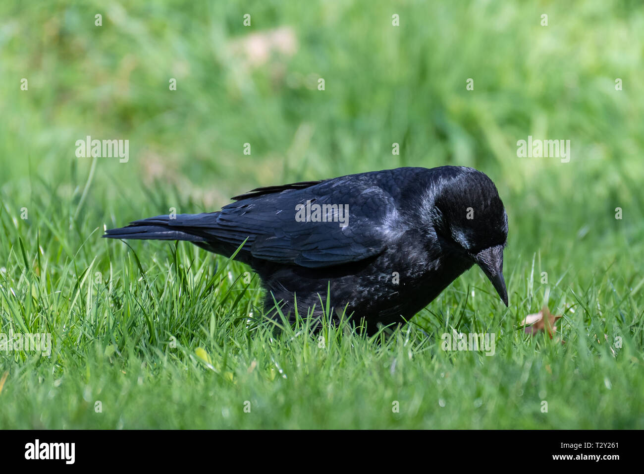 Carrion Crows Spain High Resolution Stock Photography and Images - Alamy