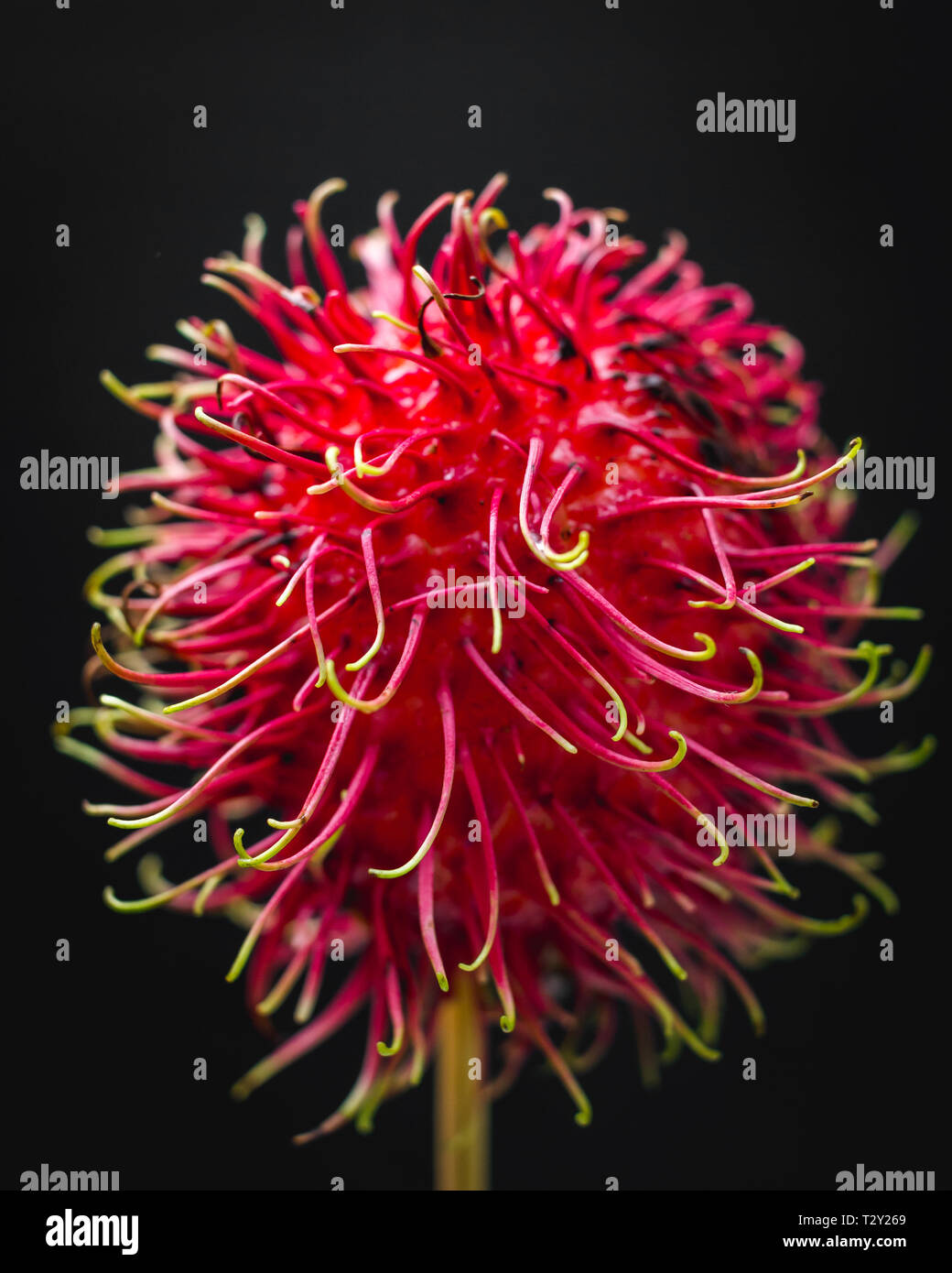 Lichie hi-res stock photography and images - Alamy