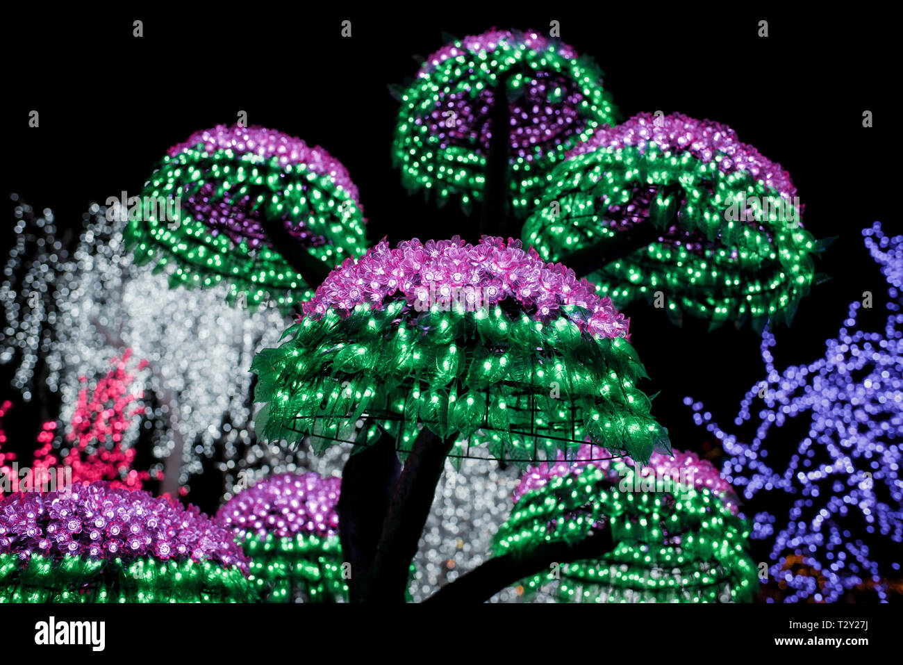 trees lit up with lights. light shows Stock Photo - Alamy