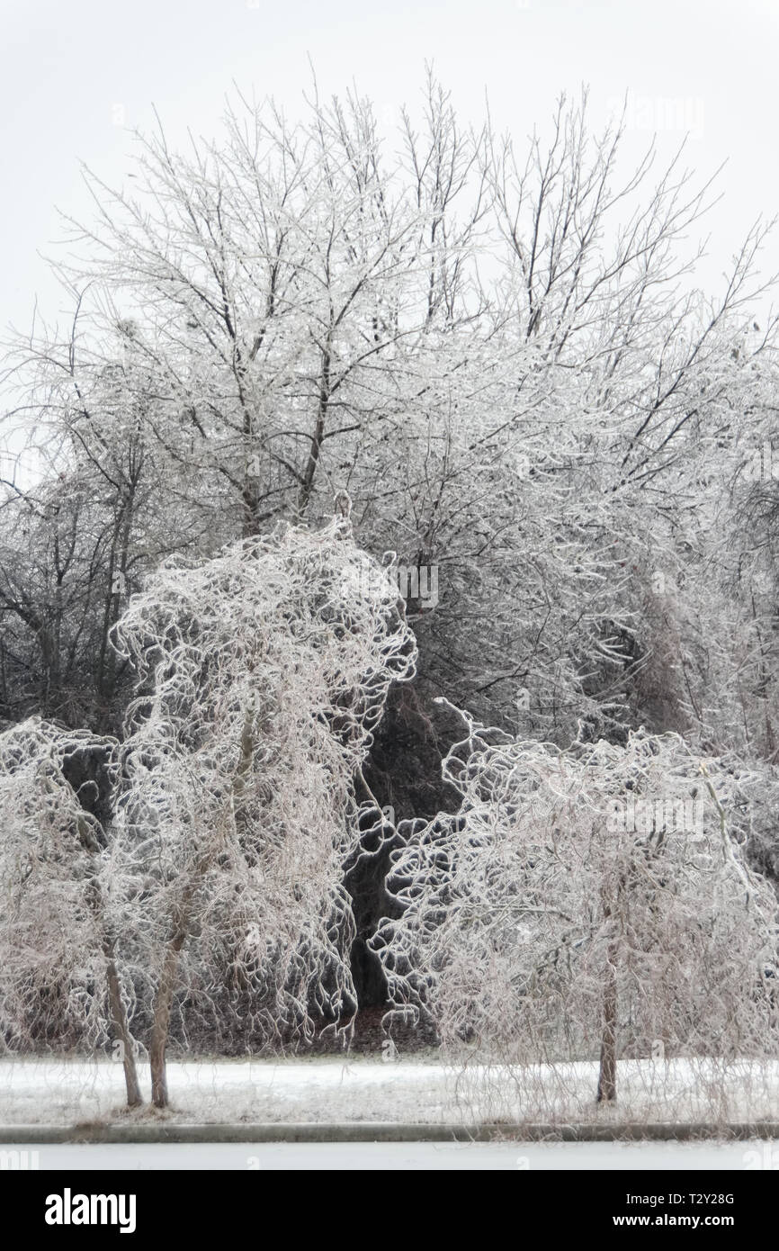 Two willow trees hi-res stock photography and images - Alamy