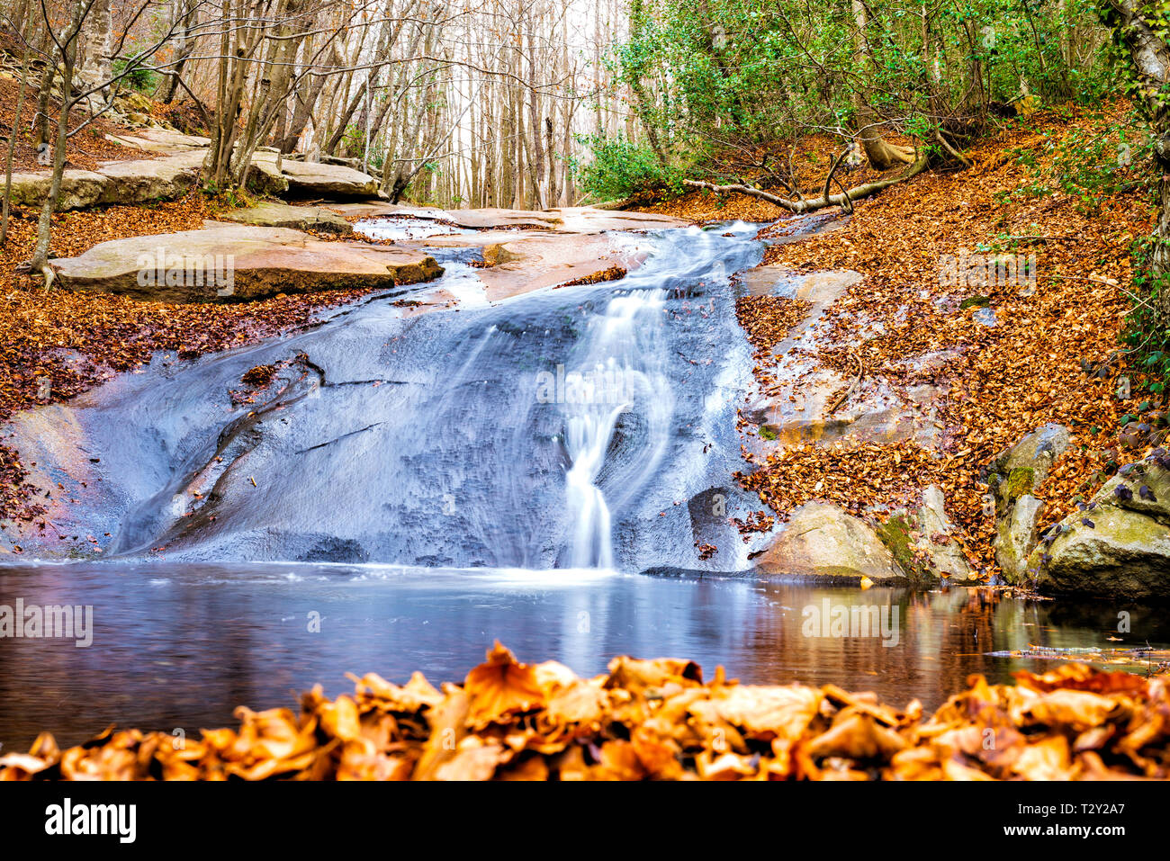 Mountain stream flowing through a forest Stock Photo - Alamy