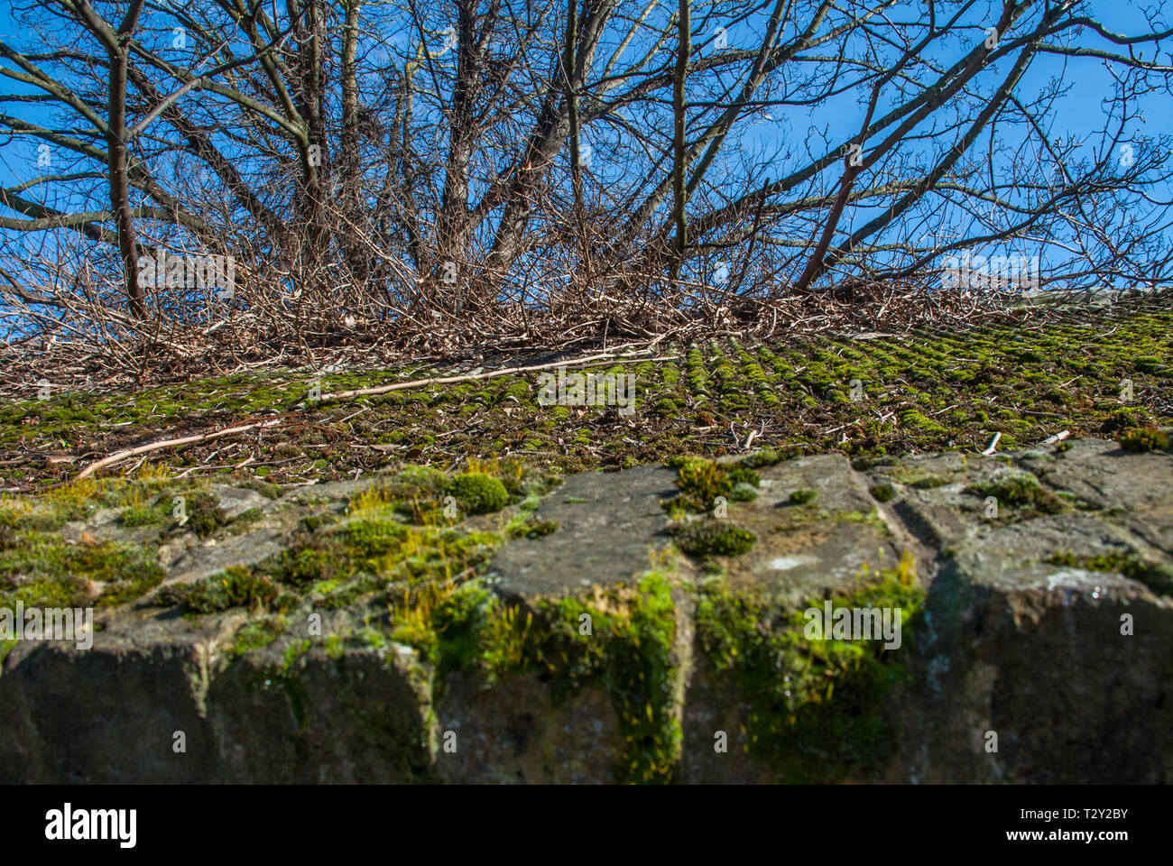 Beautiful green moss background on roof tiles Stock Photo - Alamy