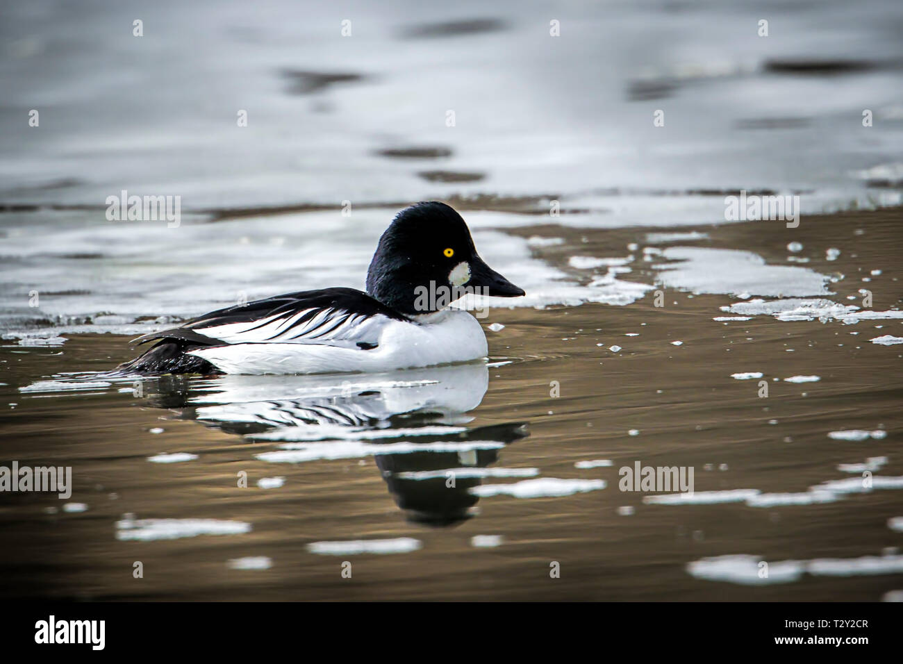 A common goldeneye duck swims in Fernan Lake with ice during early ...