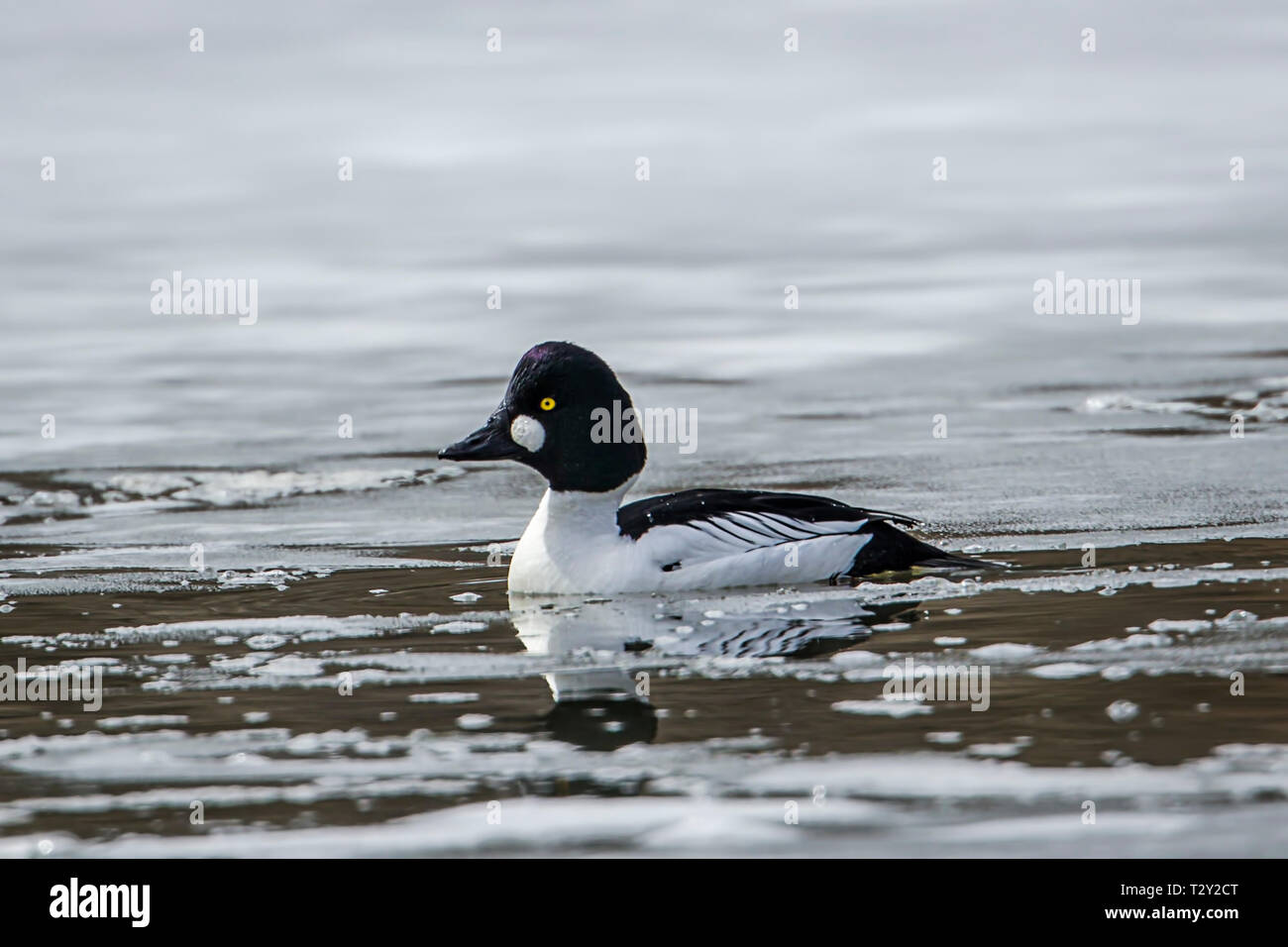 Common goldeneye duck hi-res stock photography and images - Alamy