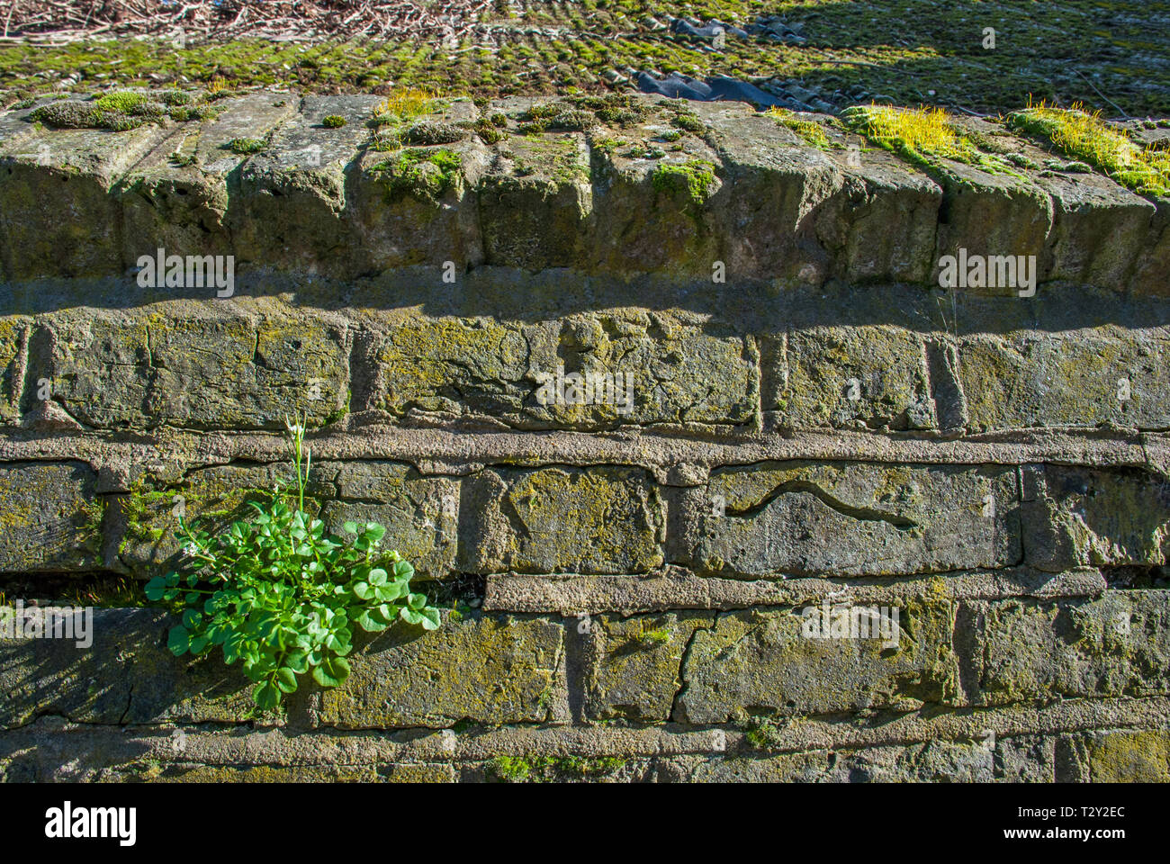 Small tree Growing up, insert the old brick wall and decay. Suitable ...