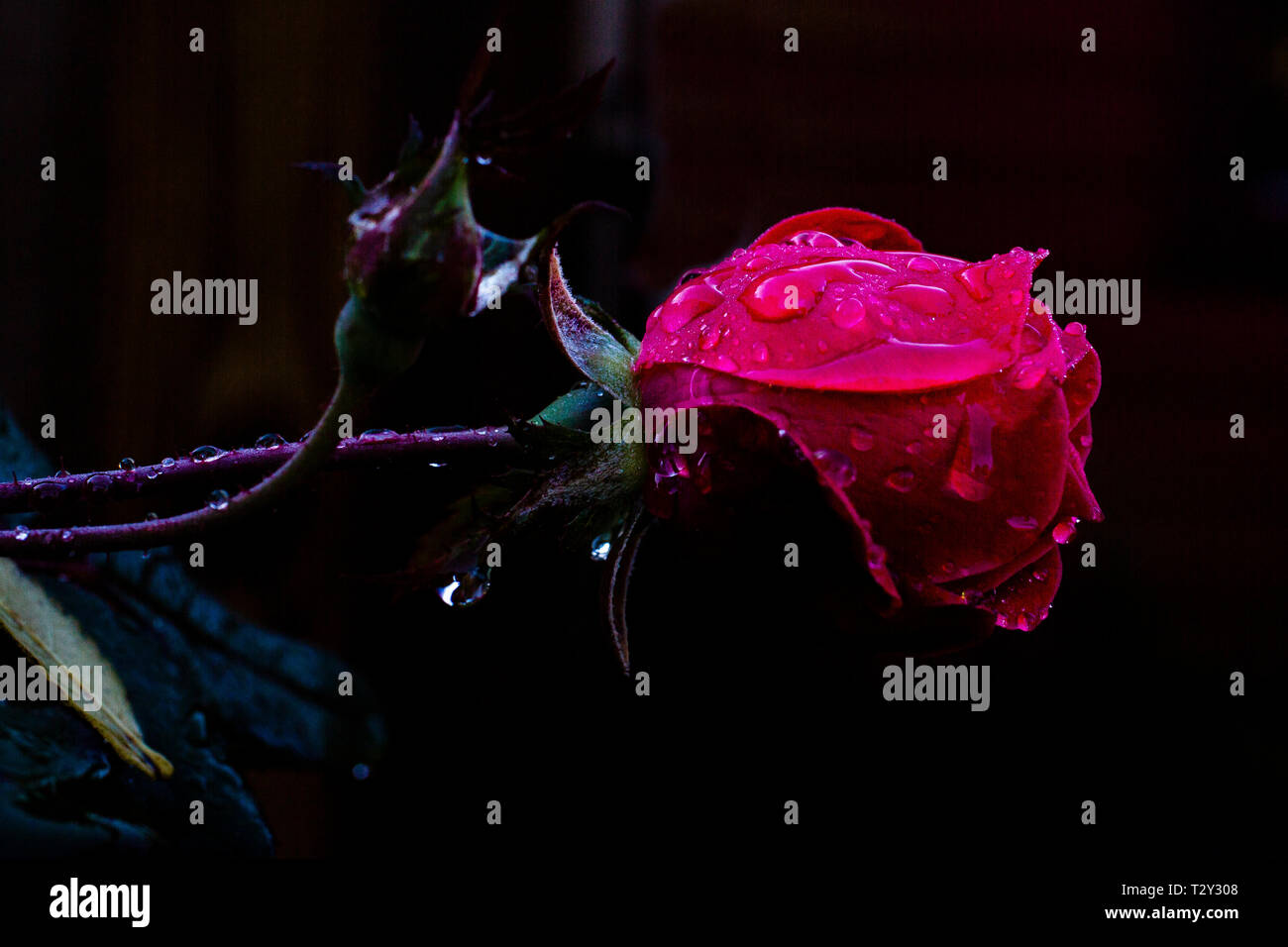 Rose with morning dew hi-res stock photography and images - Alamy