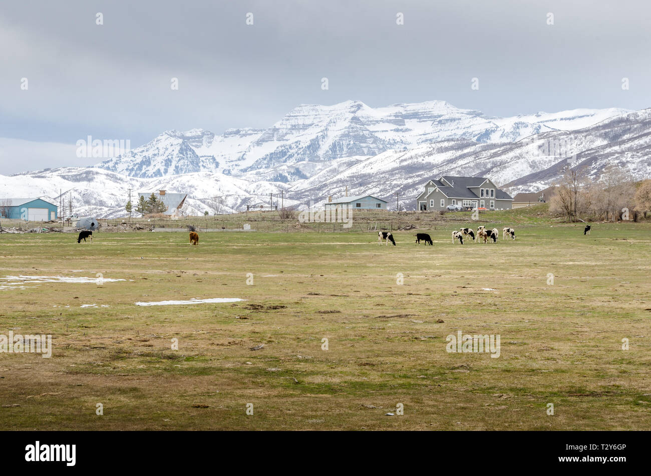 Dairy cows in a mountain pasture in early spring in Utah Stock Photo ...
