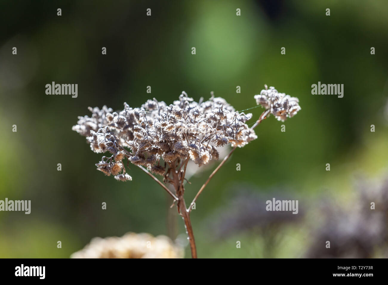 Closeup of dry gray plant on blurred background Stock Photo - Alamy