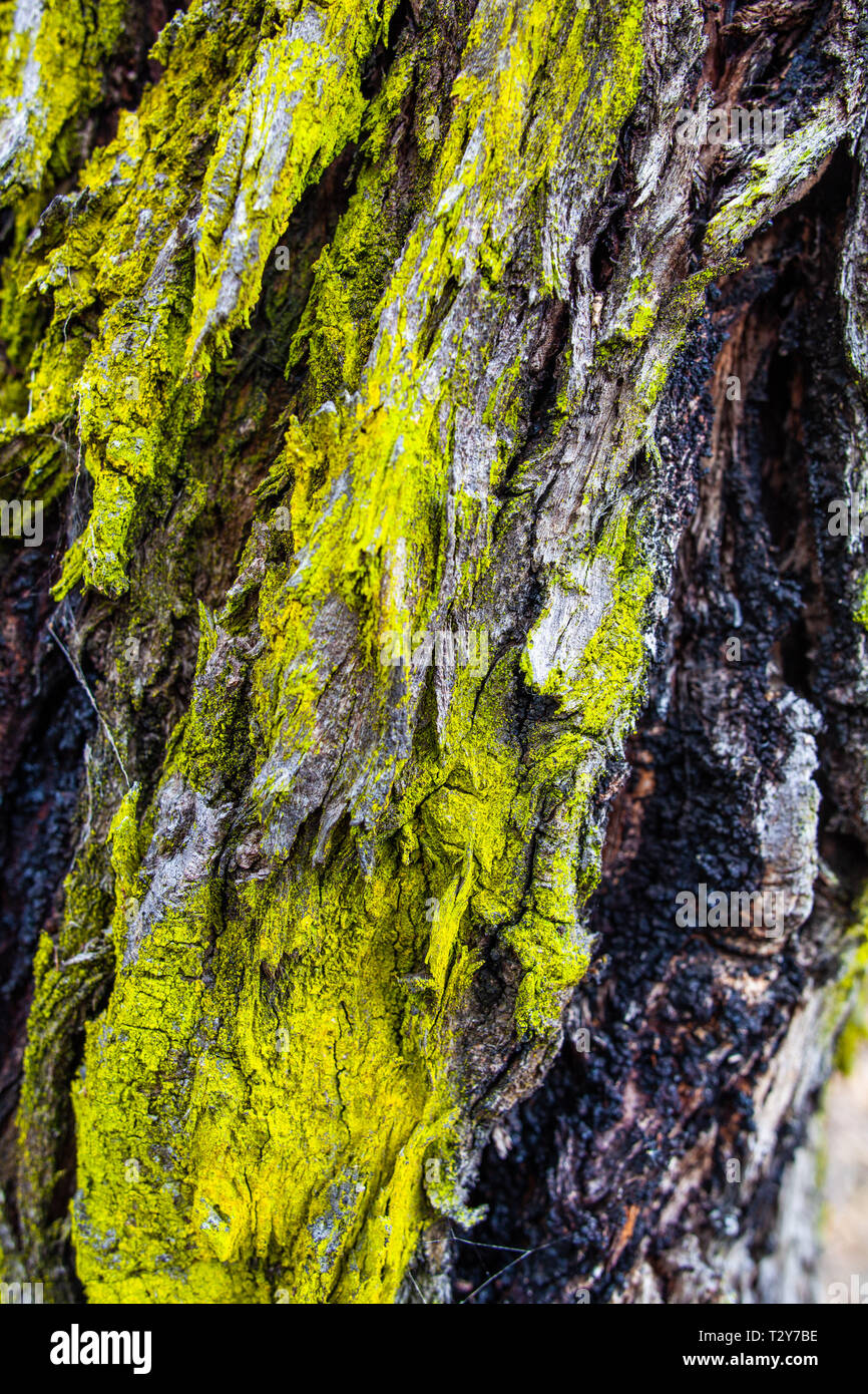 Vivid green moss growing on tree bark texture overlay Stock Photo - Alamy