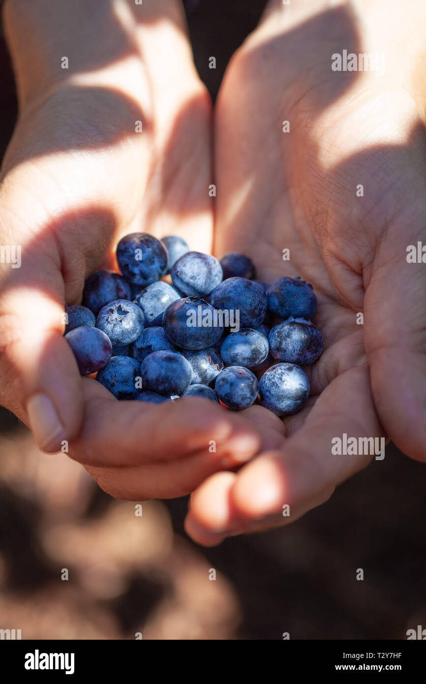 Hand holding bunch blueberries hi-res stock photography and images - Alamy