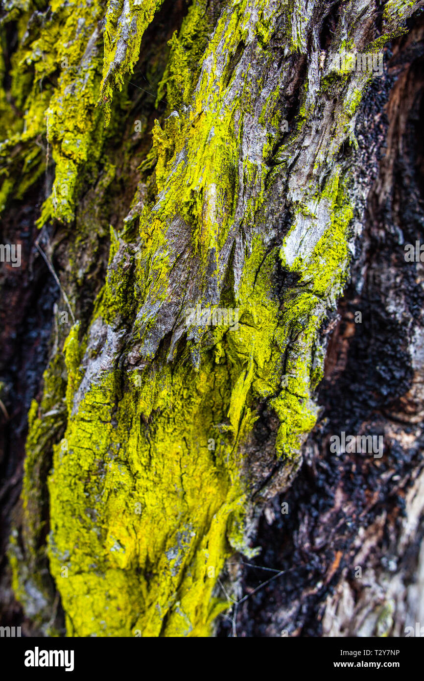 Moss growing on tree bark background texture overlay Stock Photo - Alamy
