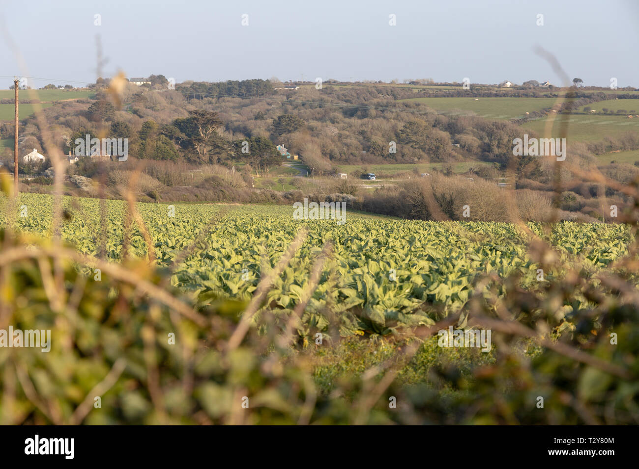 View over fields near Perranporth, Cornwall, UK Stock Photo - Alamy