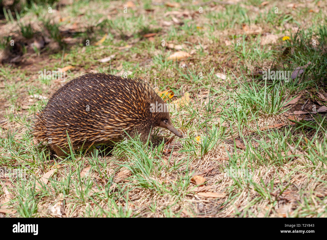 Echidna in native habitat Stock Photo - Alamy