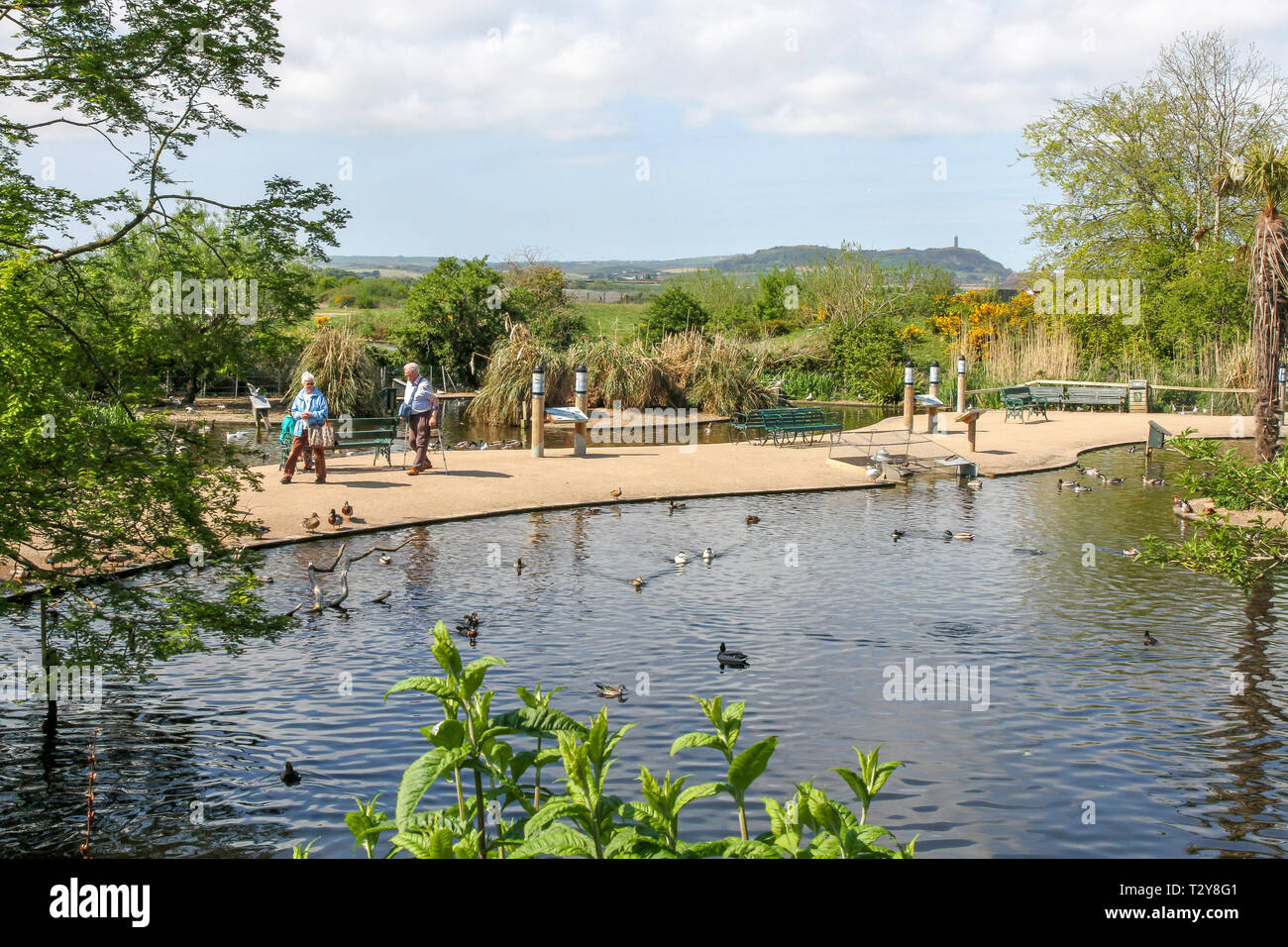 WWT Castle Espie reserve, Comber, County Down, Northern Ireland Stock ...
