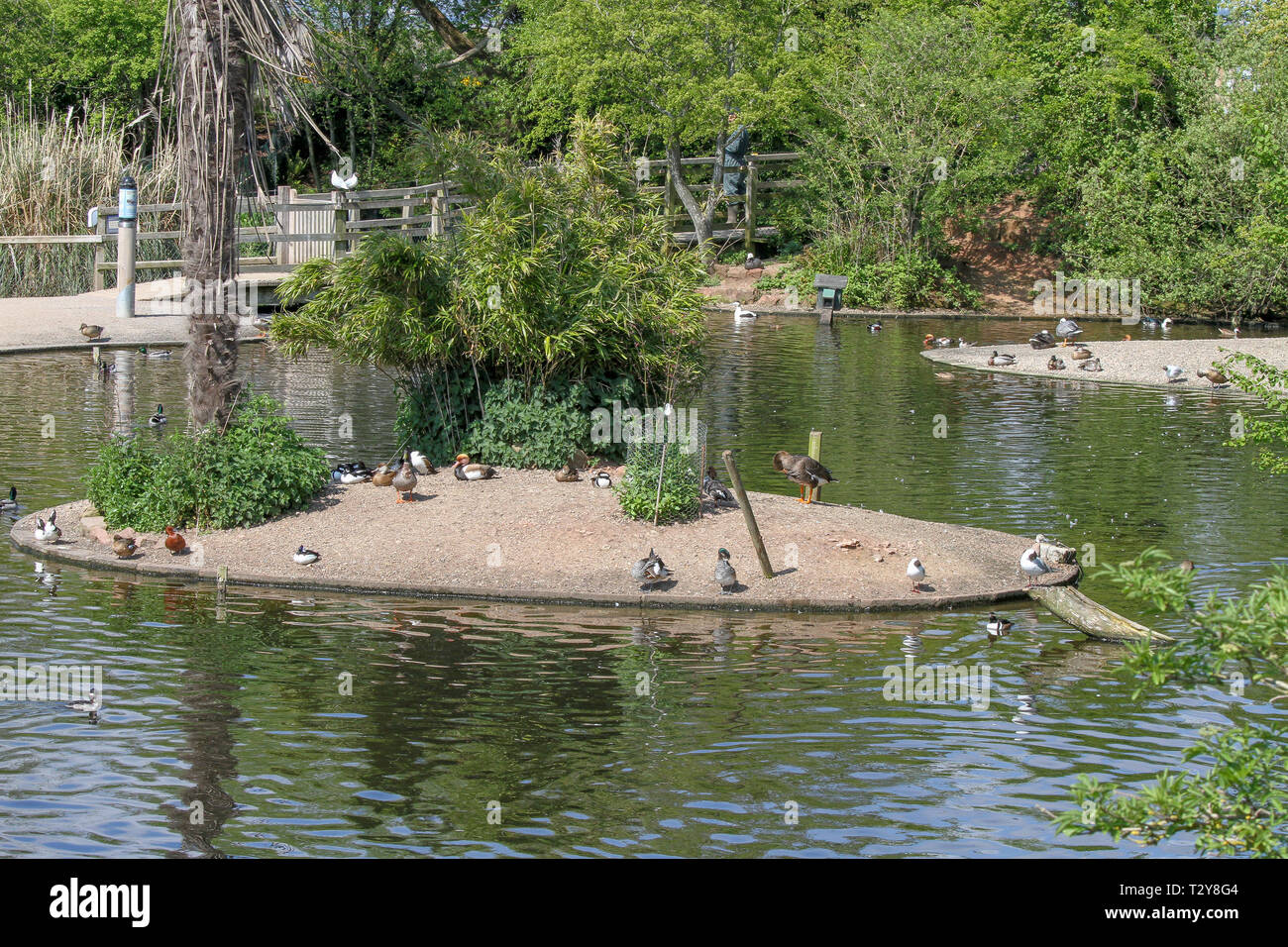 Castle espie county down northern ireland hi-res stock photography and ...