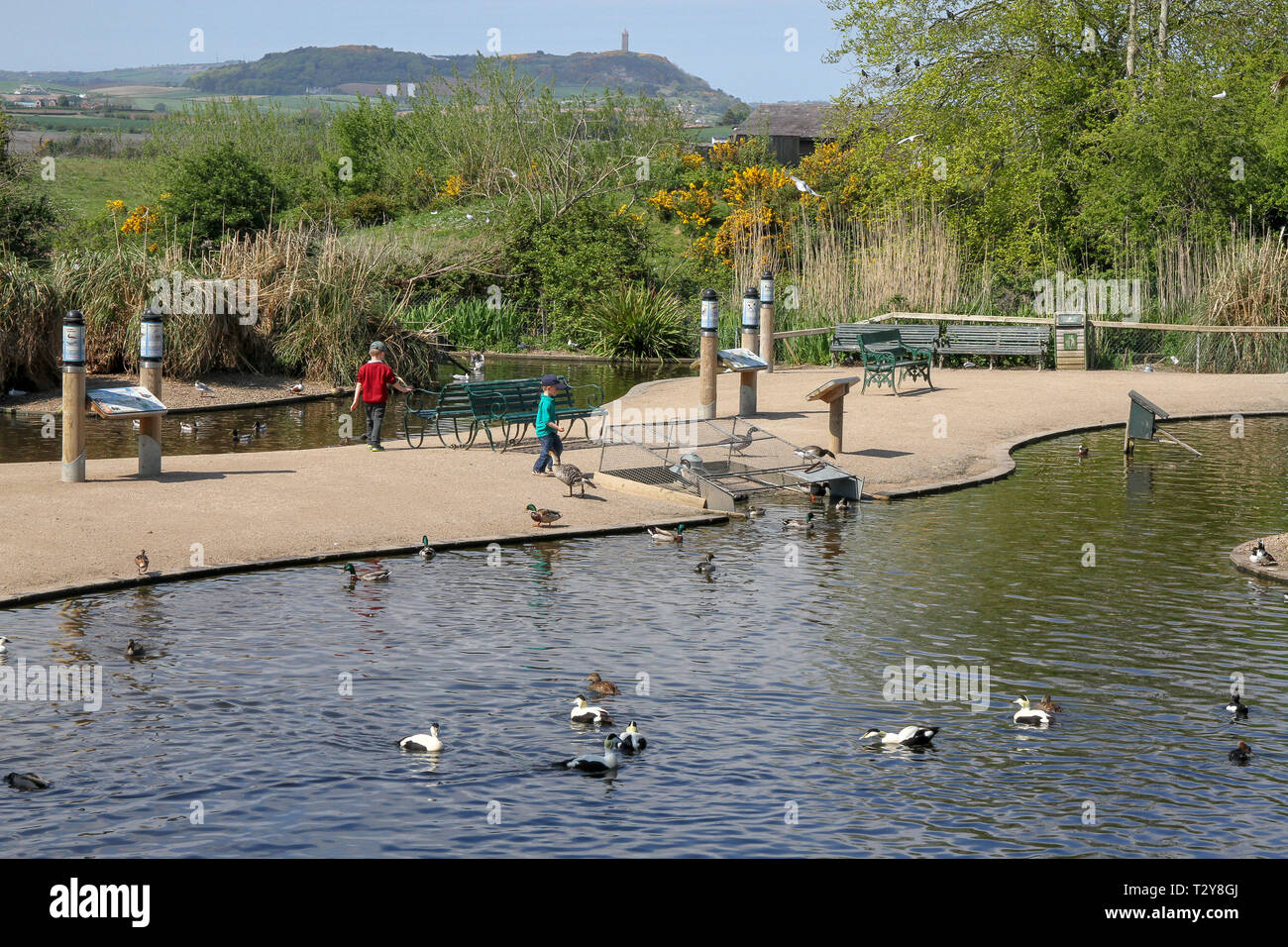 Wwt castle espie hi-res stock photography and images - Alamy
