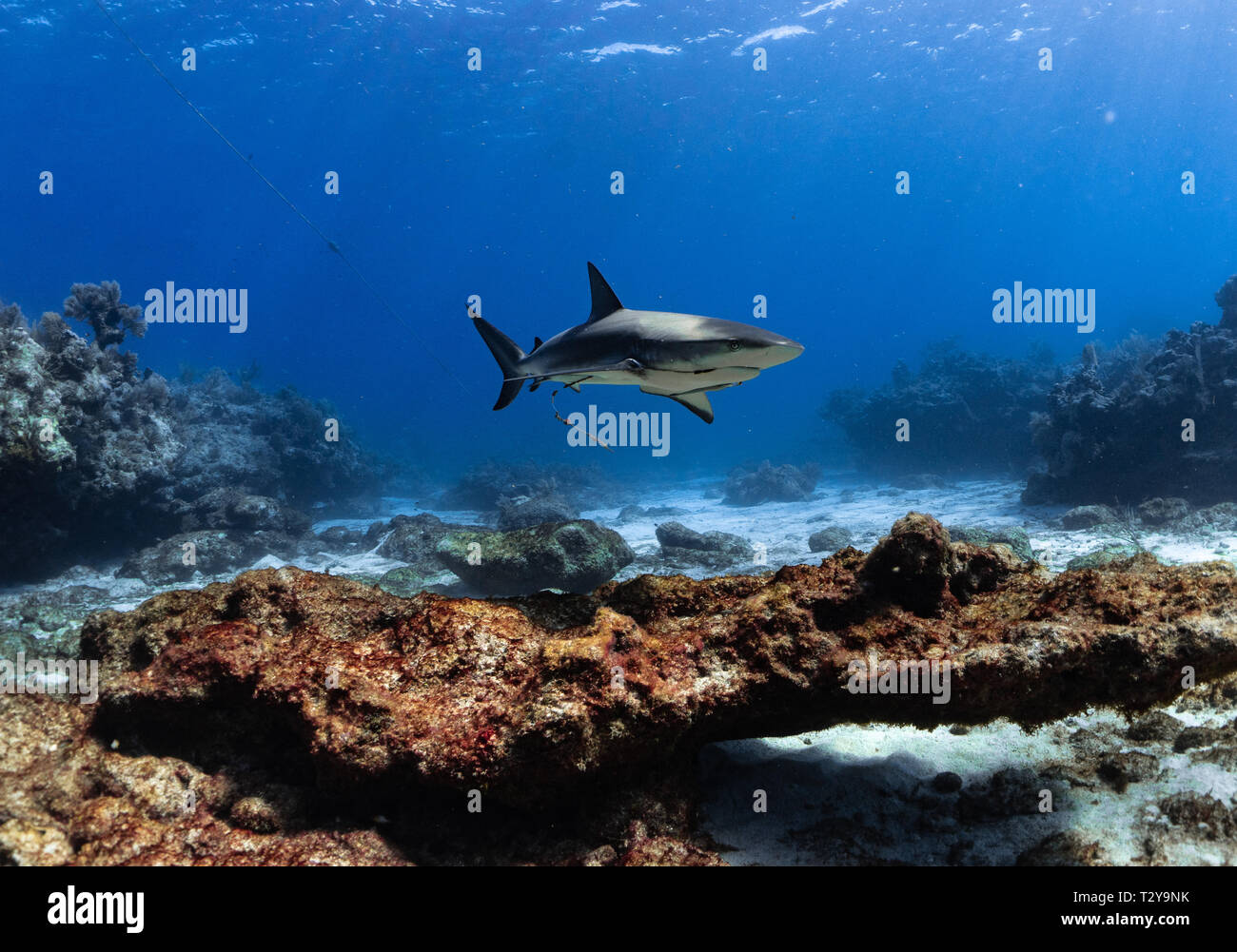 Keys shark fishing hi-res stock photography and images - Alamy