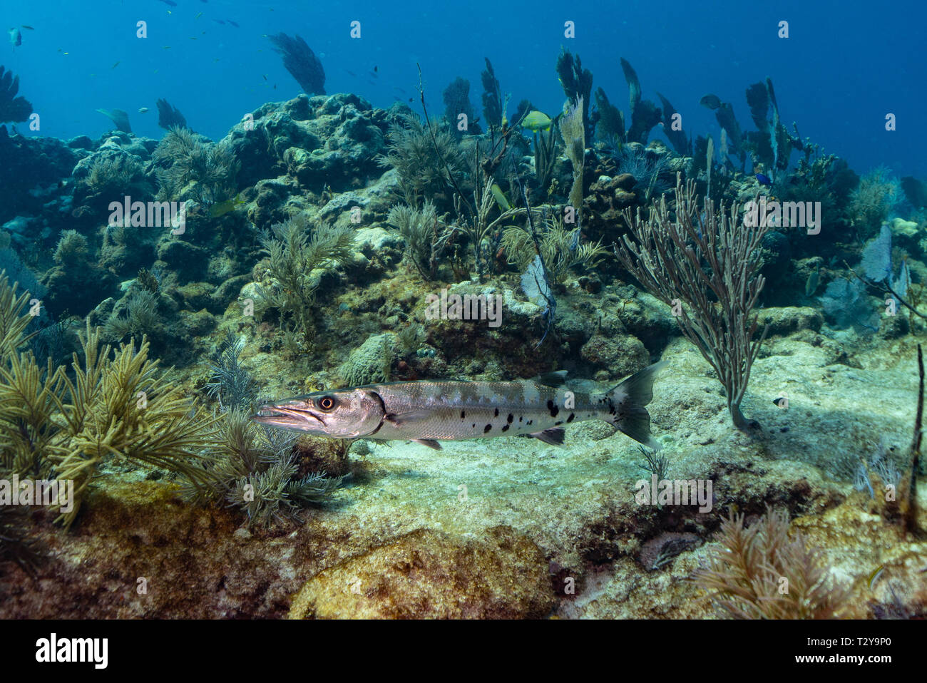 Barracuda on a Coral Reef Stock Photo - Alamy
